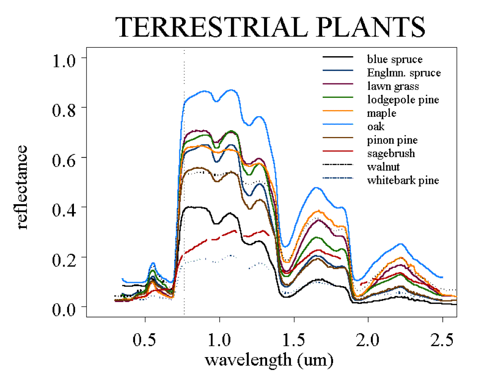 What is the typical reflectance seen by terrestrial plants?